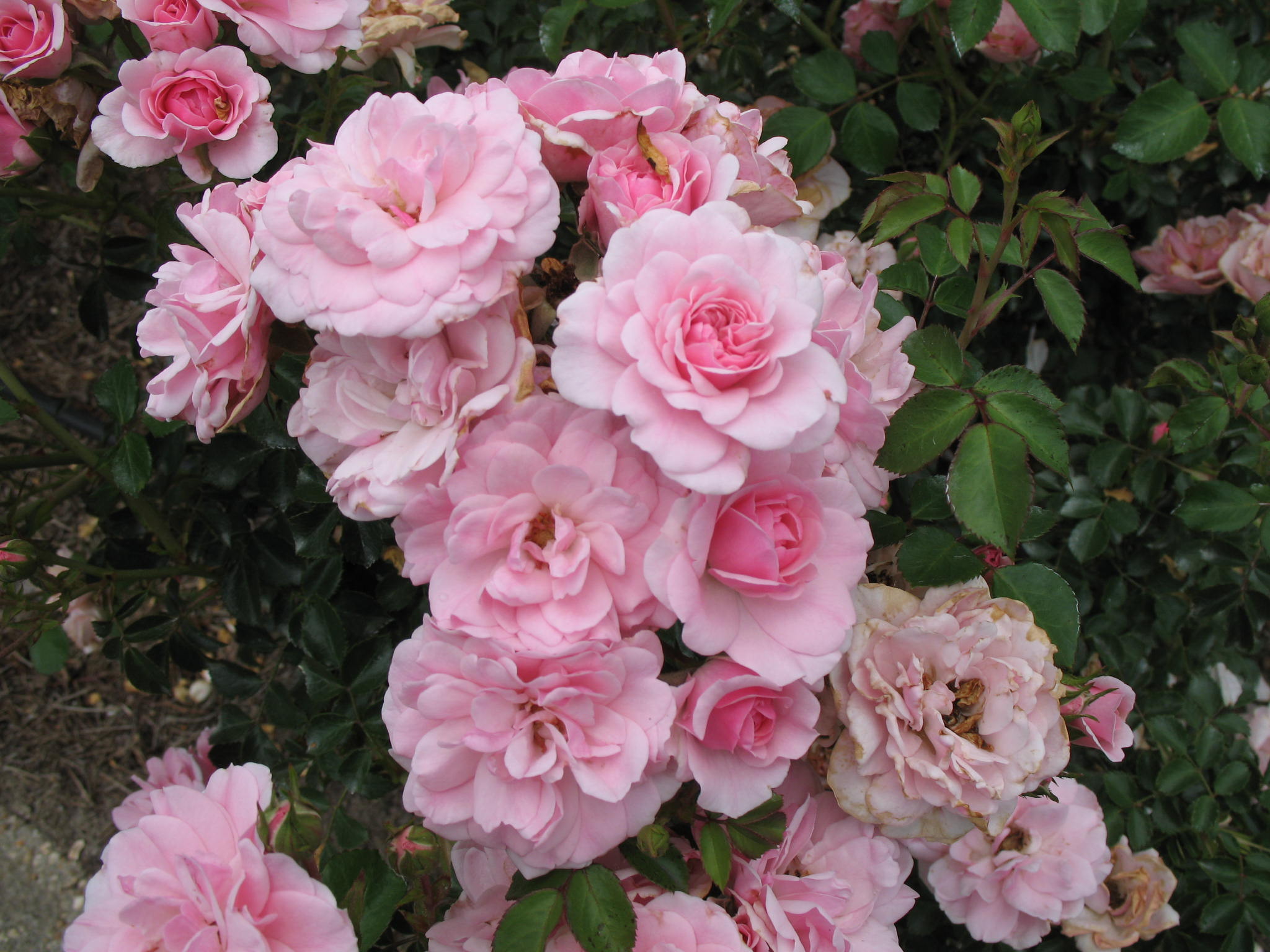 Online Plant Guide - Rosa 'Bonica' / Bonica Rose